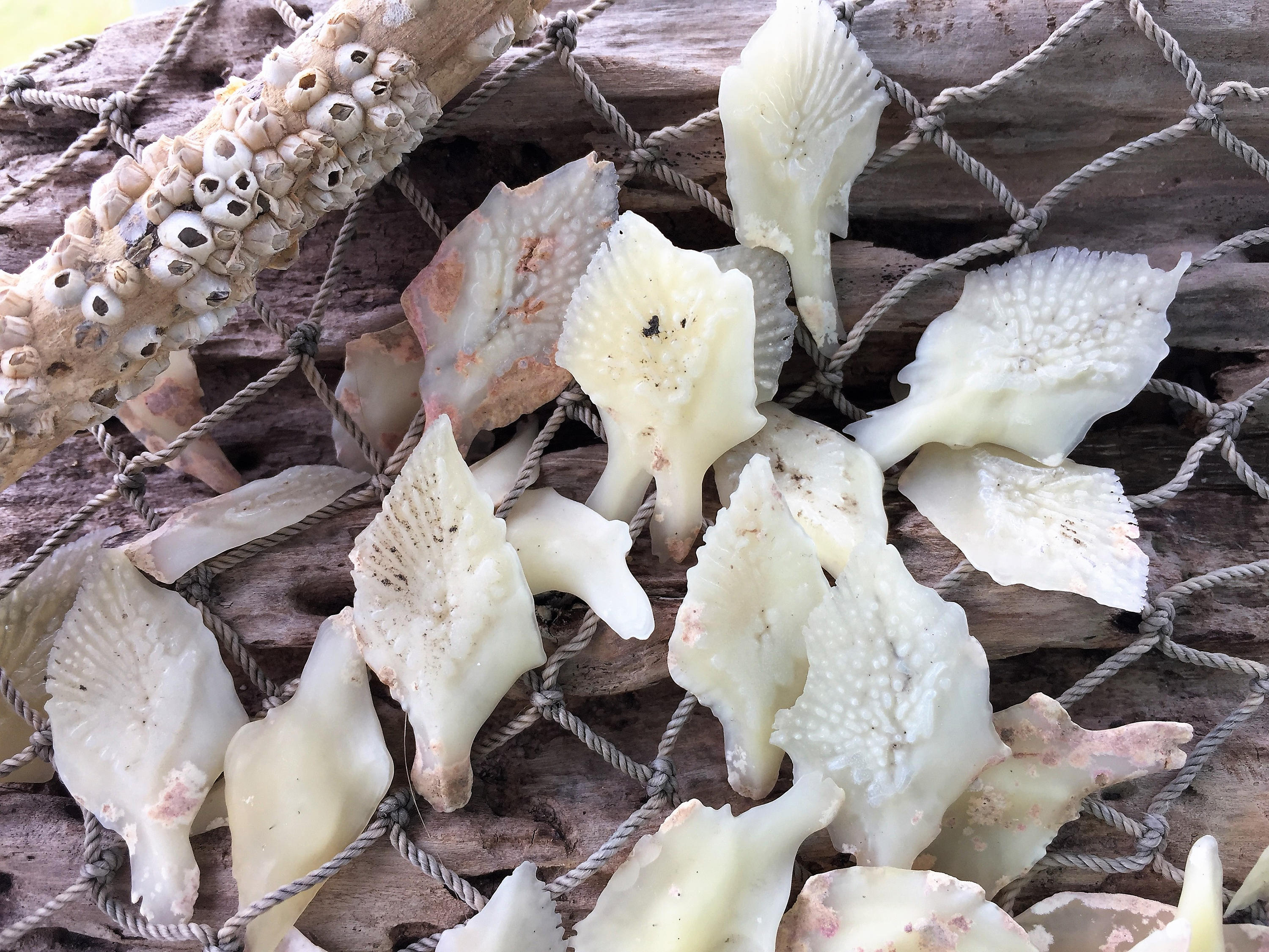 SUPPLIES: 10 Gar Bone Scales Real Taxidermy Genuine Bones for - Etsy