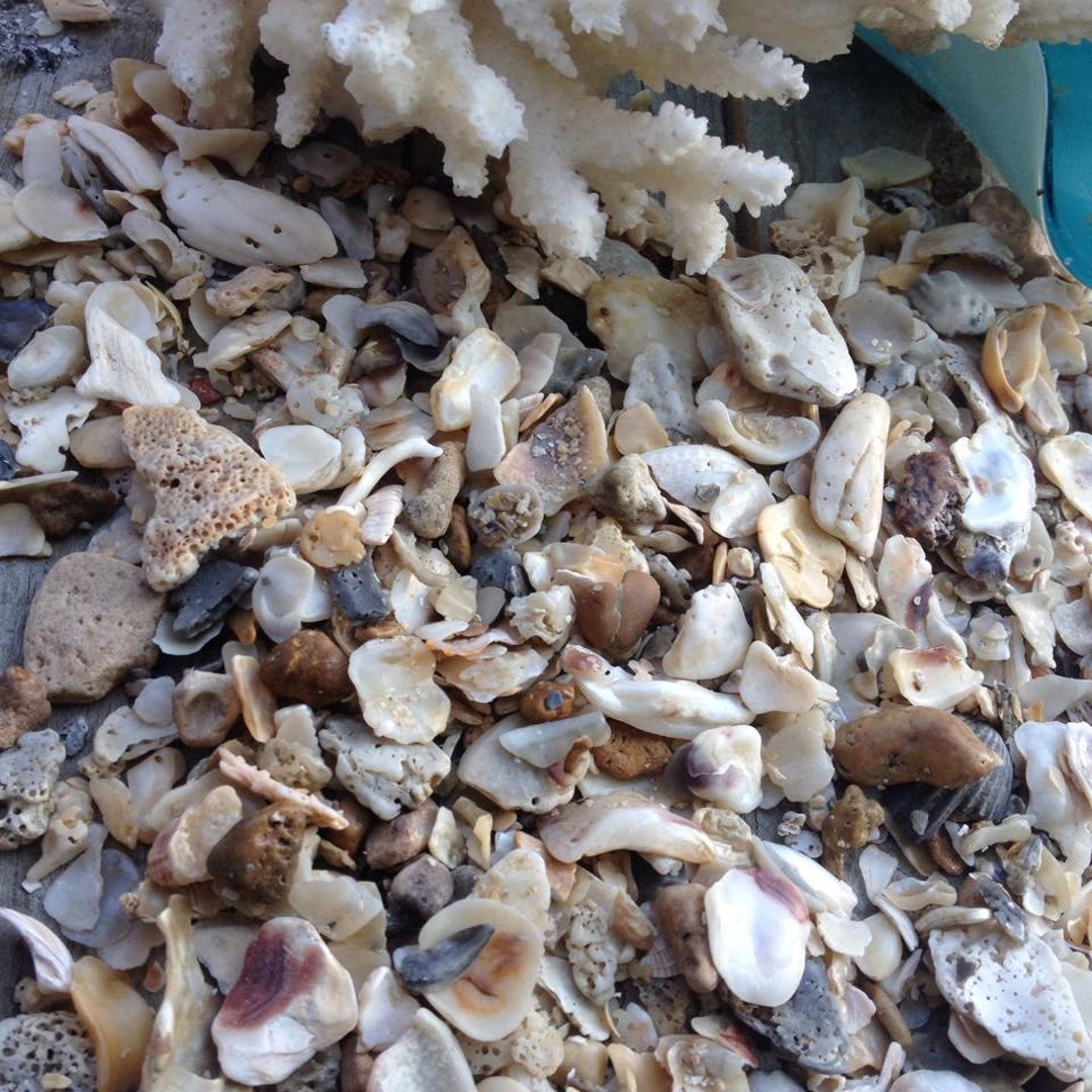 SUPPLIES: 2 Cup-small Pieces of Sea Shells sand and Shells Natural ...