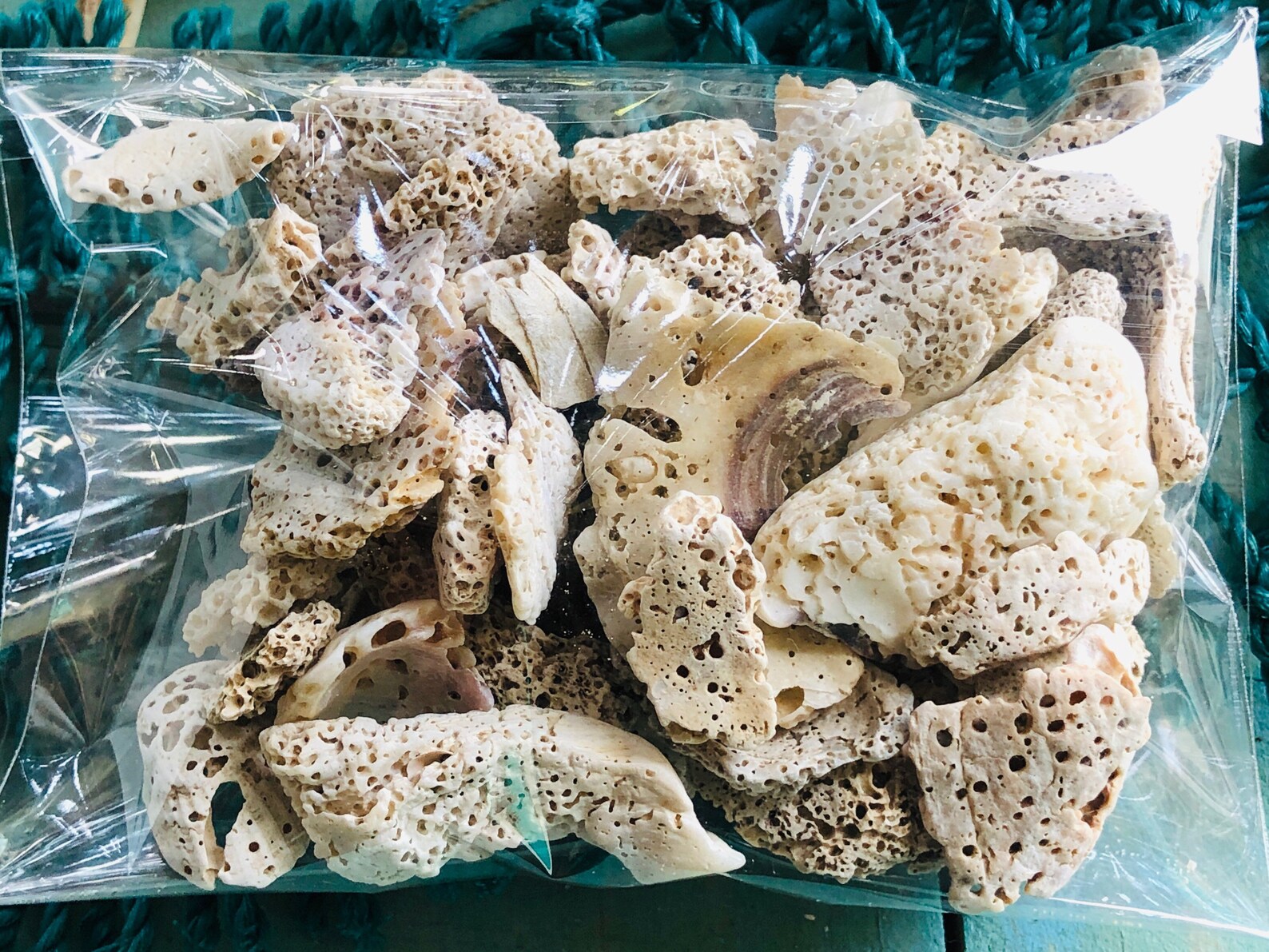 SUPPLY: 1 Cup of Natural Holey Sea Shells Oddities / White - Etsy