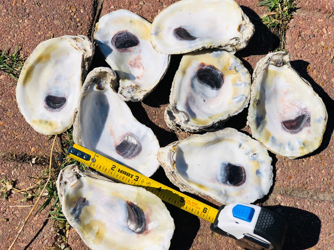 BULK SUPPLY: 8 Large Flat Lid Natural Oyster Half Shells Craft Shells ...