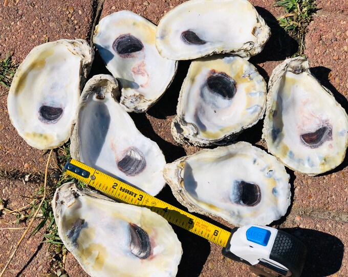 BULK SUPPLY: 8 Large Flat Lid Natural Oyster Half Shells - Craft Shells ...