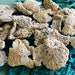SUPPLY: 1 Cup of Natural Holey Sea Shells Oddities / White - Etsy