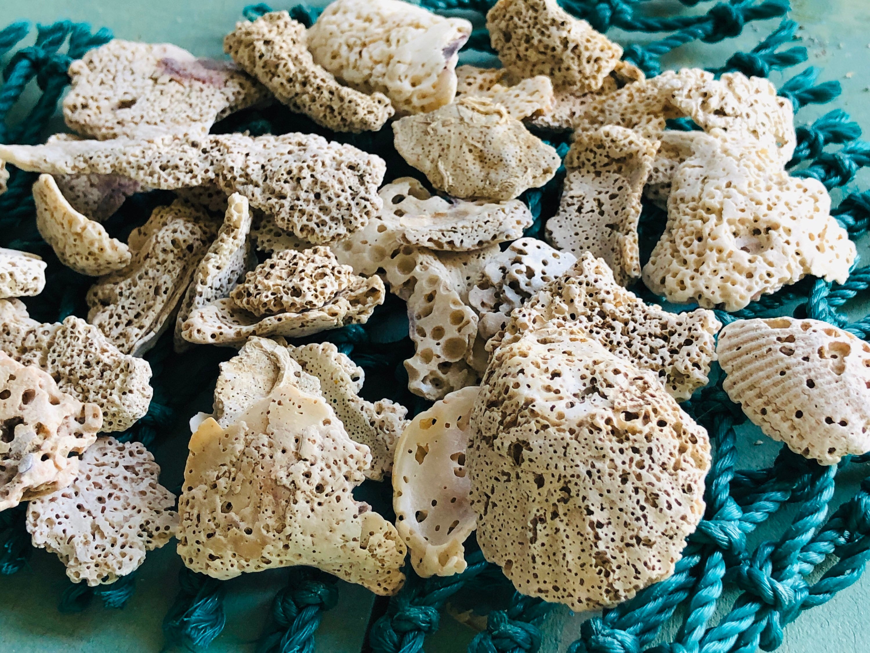 SUPPLY: 1 Cup of Natural Holey Sea Shells Oddities / White - Etsy