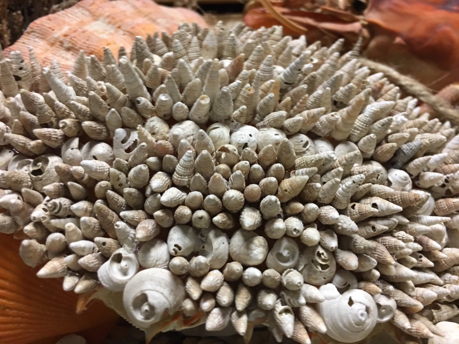 Crab Shell - Ornament- Gift -crafts- Wedding -christmas Ornaments ...