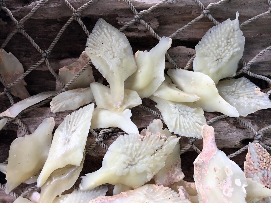 SUPPLIES: 10 Gar Bone Scales Real Taxidermy Genuine Bones for - Etsy