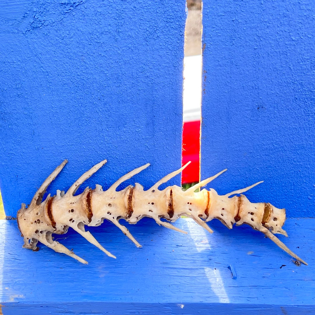 SUPPLY: Huge Fish Bone Vertebrae/ Fish Bones/ Tribal Décor/ Jewelry ...