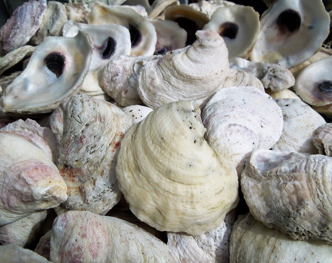Supply : 50 Natural Oyster Half Shells - Craft Shells - Beach Decor ...