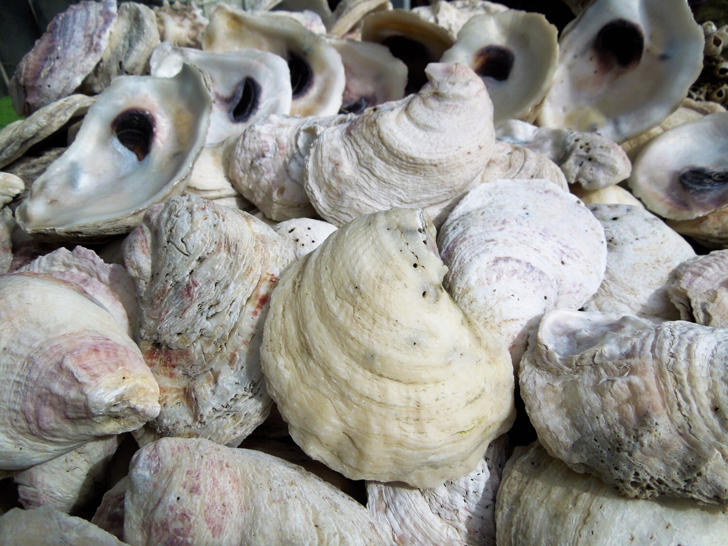 Supply : 50 Natural Oyster Half Shells Craft Shells Beach - Etsy