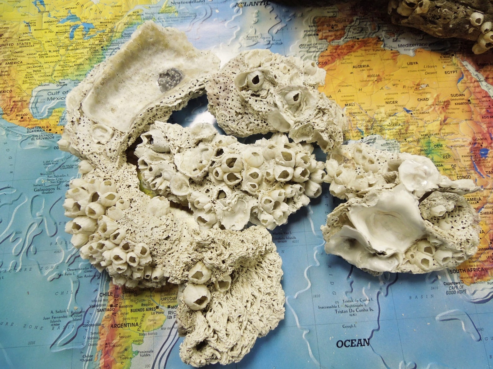 SUPPLY: Oyster Shell Barnacle Shells / Shell Centerpiece / - Etsy