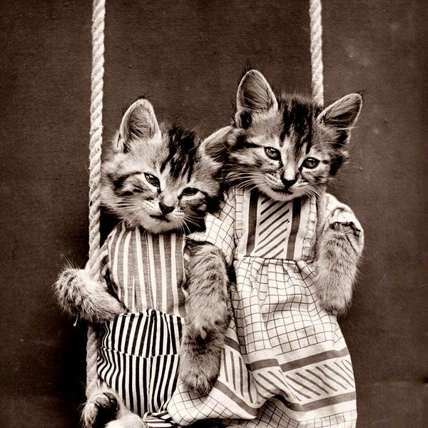 Cat Wearing Clothes - Etsy