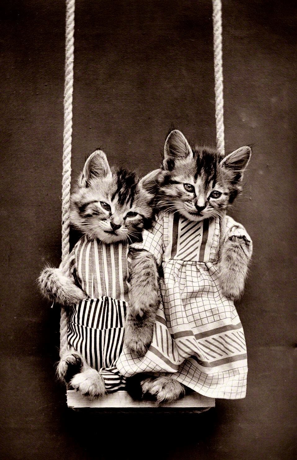 Kittens cats vintage photo print poster pets wearing clothes | Etsy