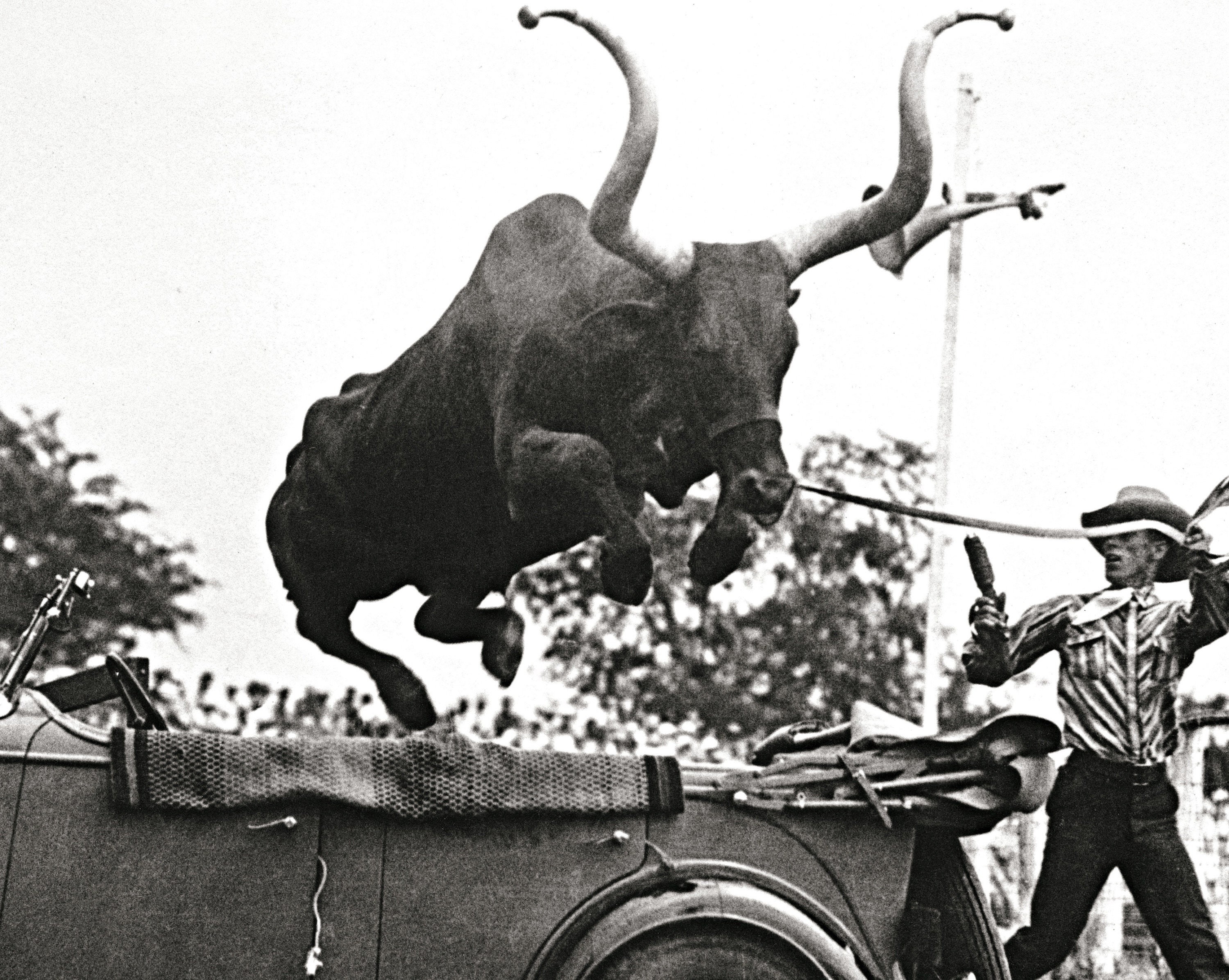Vintage Photo Print Rodeo Cowboy Bull Jumping Car Western Wall Decor ...