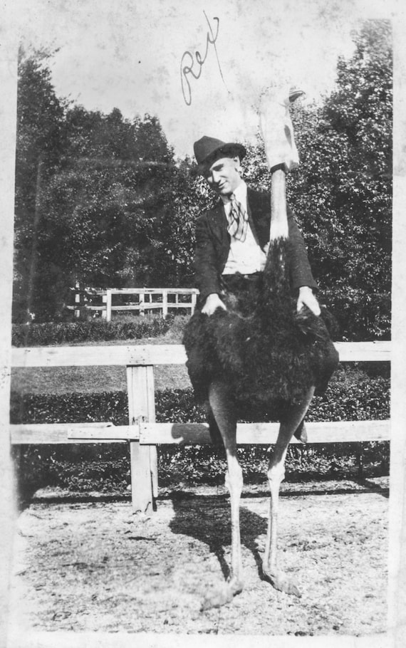 Exotic Strange Funny Funny Stuffed Animals For Adults: Quirky & Unique