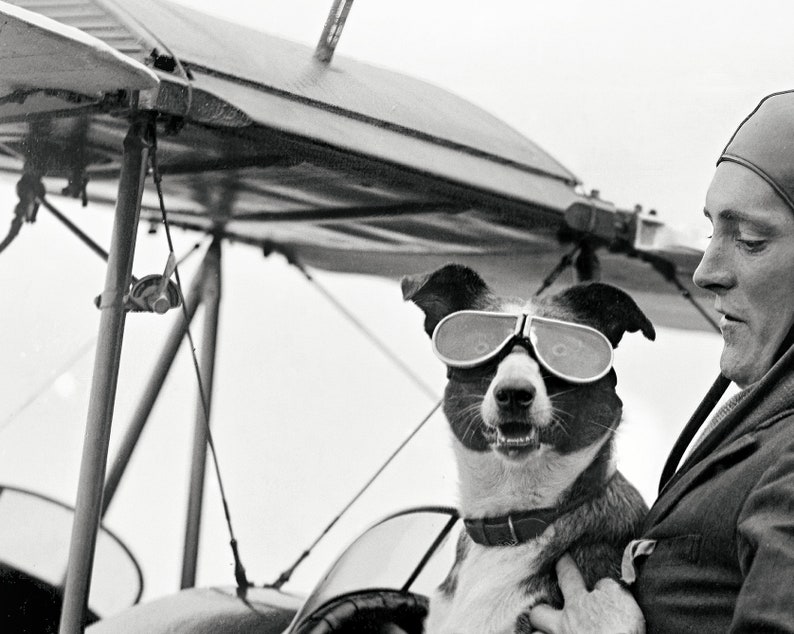 Dog Pilot Airplane Vintage Photo Print Photograph Wall Decor Art Plane ...