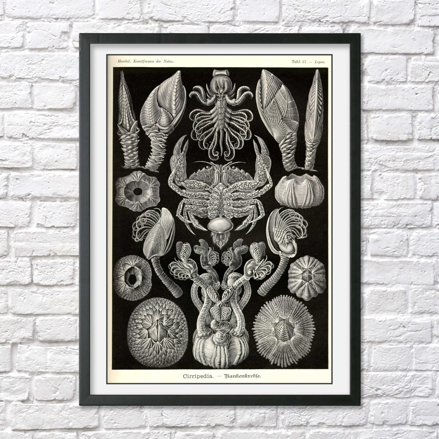 ERNST HAECKEL Print Poster Art Vintage Scientific Illustration - Etsy