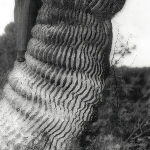 Funny Phallic Photo Botanist on Cactus Desert Wall Decor Art Vintage ...