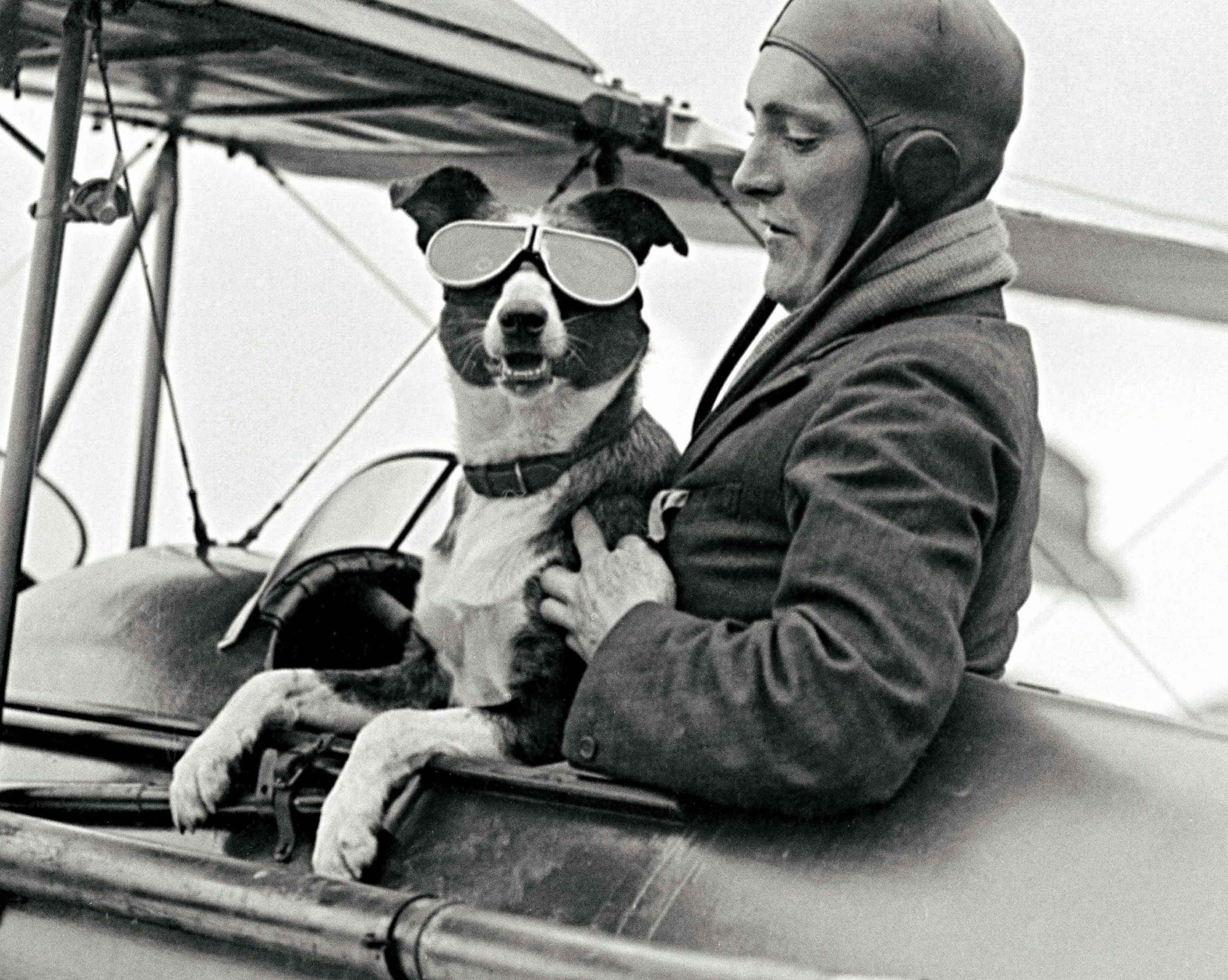 Dog Pilot Airplane Vintage Photo Print Photograph Wall Decor - Etsy