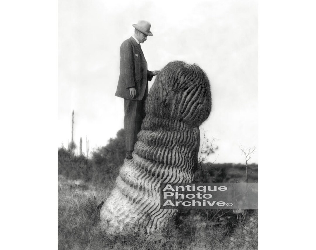 Funny Phallic Photo Botanist on Cactus Desert Wall Decor Art Vintage ...