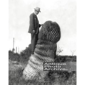 Funny Phallic Photo Botanist on Cactus Desert Wall Decor Art Vintage ...