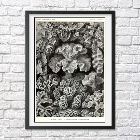 Ernst Haeckel Art Poster Beach House Wall Decor Ocean Coastal | Etsy