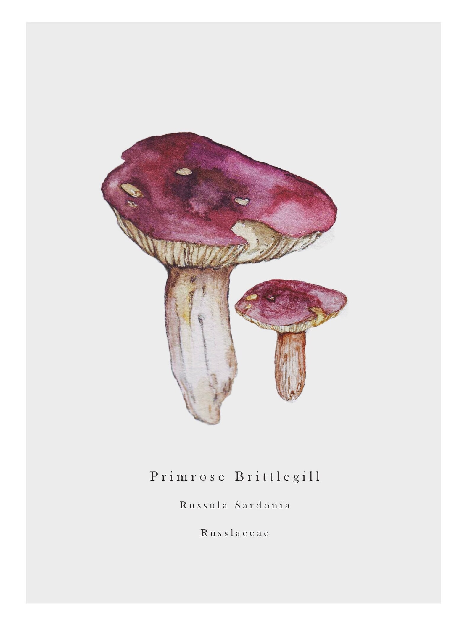 Toadstool Multi Pack | Etsy