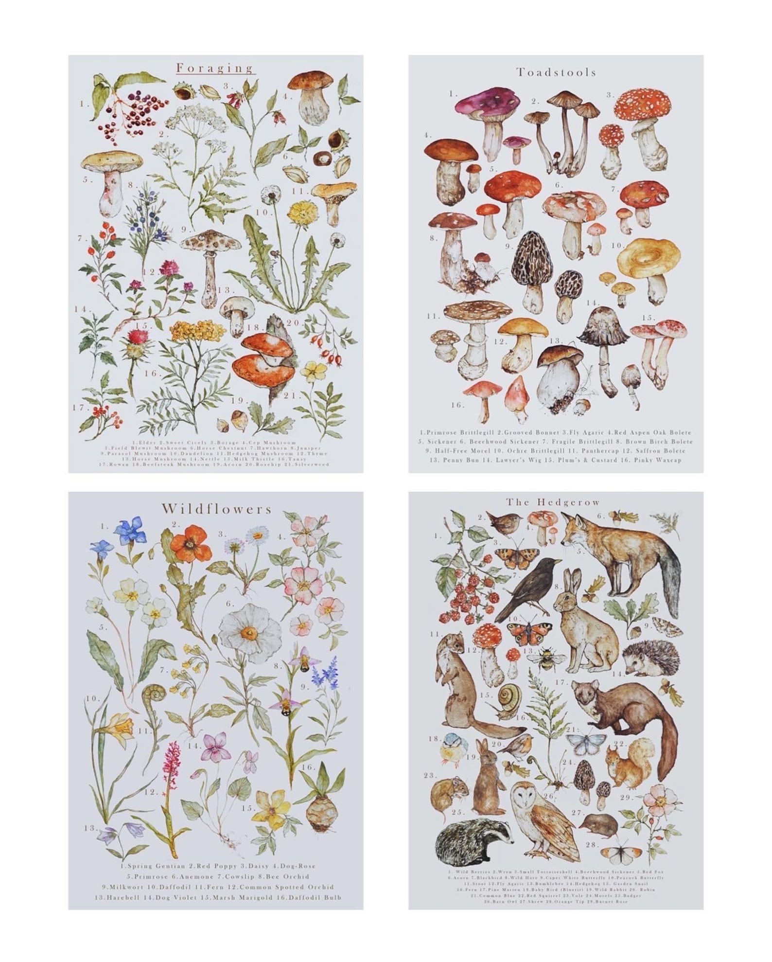 Hedgerow Magic Illustration Print Pack - Etsy
