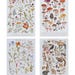 Hedgerow Magic Illustration Print Pack - Etsy