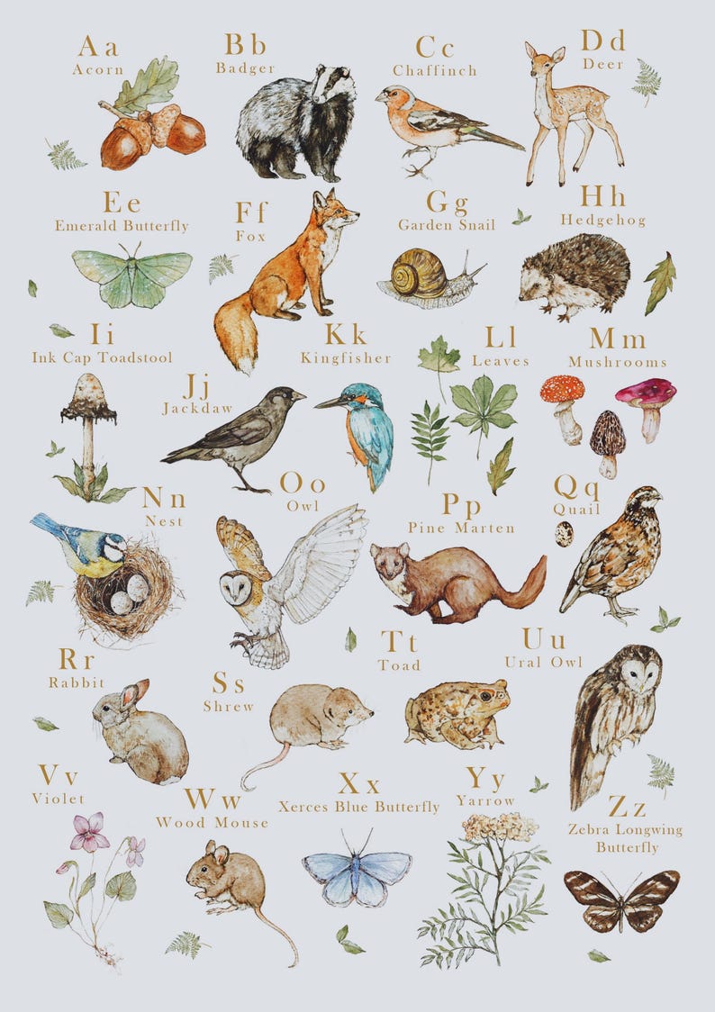 The Woodland Alphabet Illustration Print - Etsy