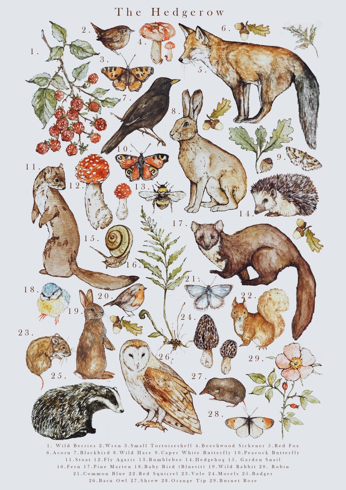 Hedgerow Magic Illustration Print Pack - Etsy