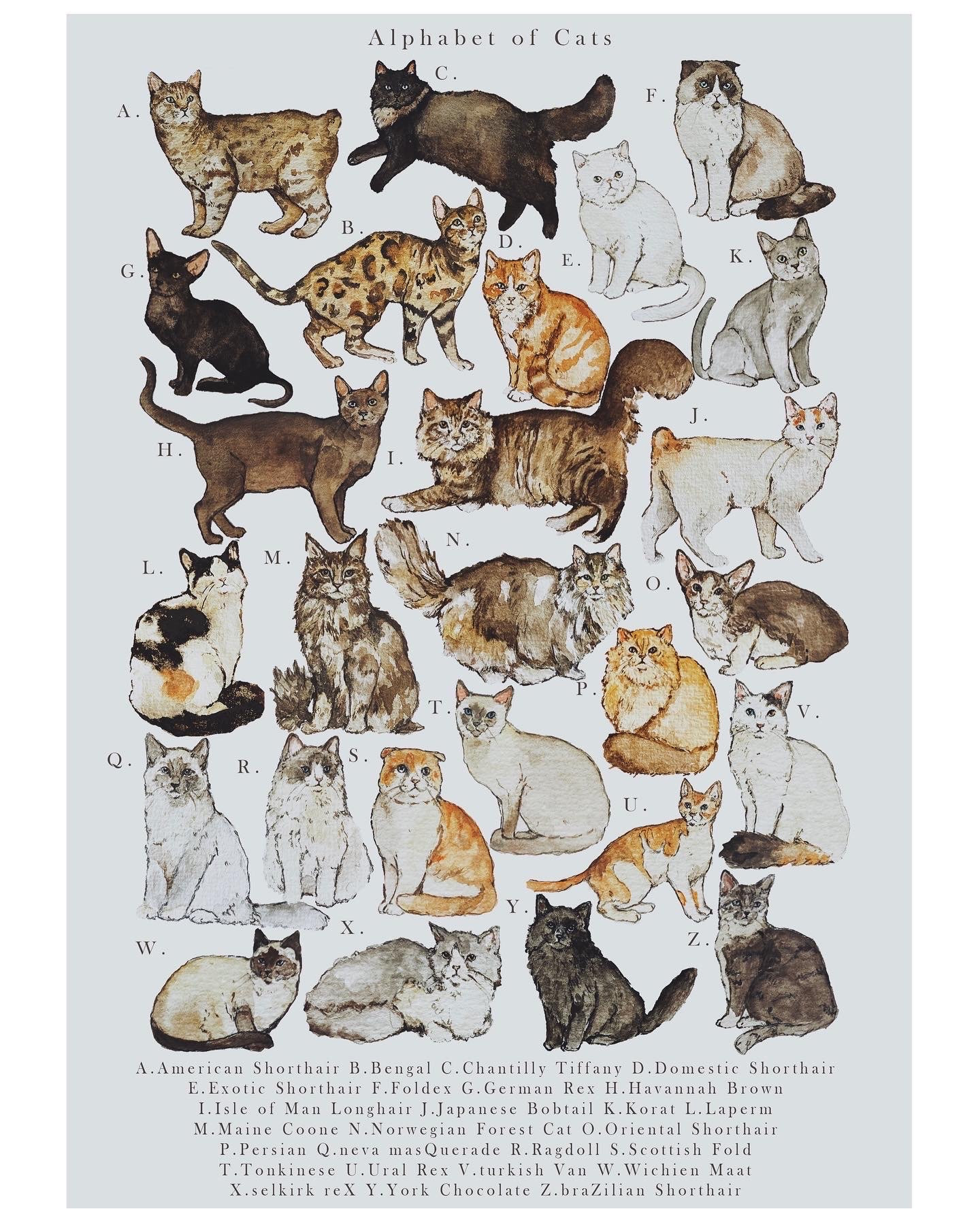 Alphabet of Cats A4 Illustration Print - Etsy