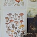 Hedgerow Magic Illustration Print Pack - Etsy
