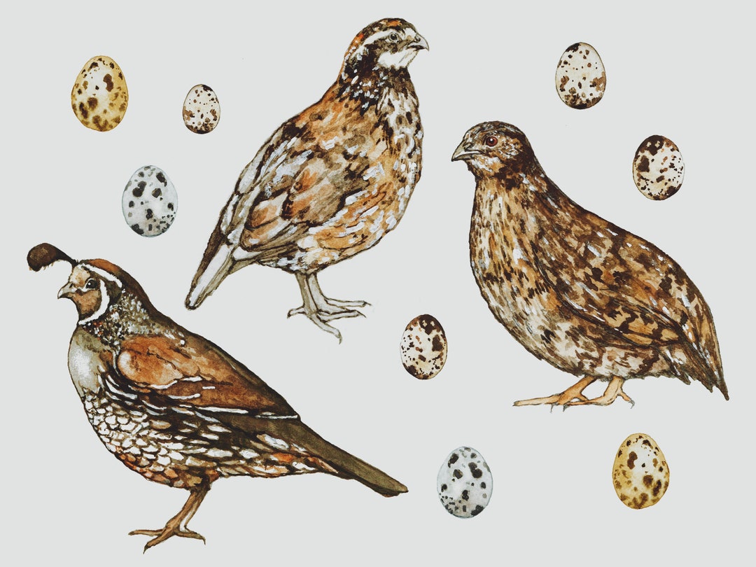 Quail Studies Illustration Print - Etsy
