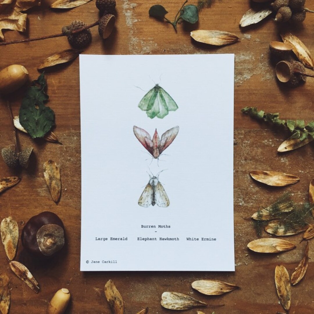 Native Irish Moths A6 Illustration Print - Etsy