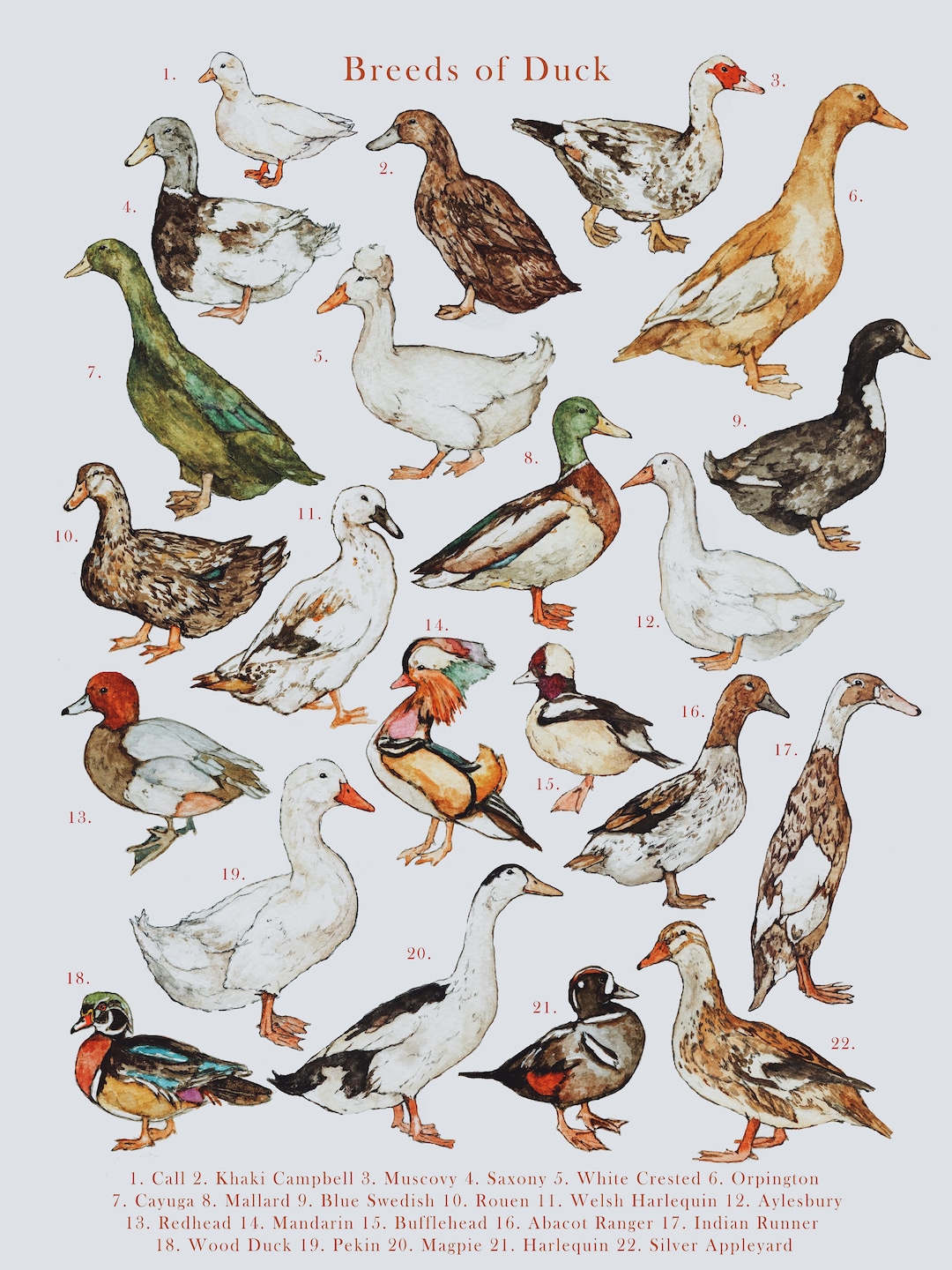 Breeds of Duck Illustration Print - Etsy