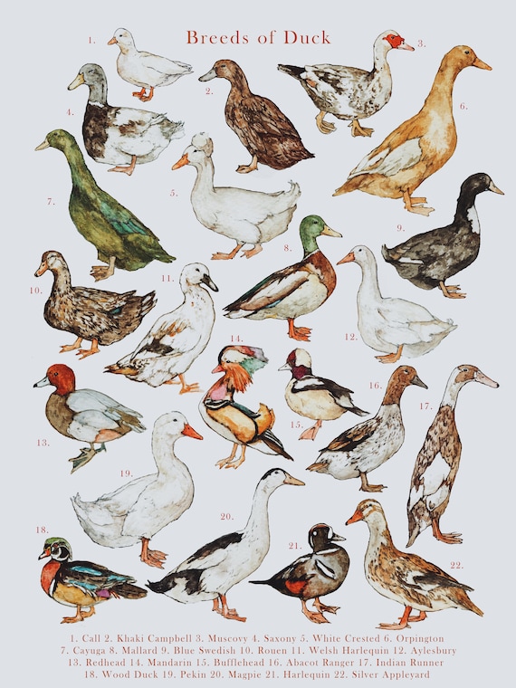 Breeds of Duck Illustration Print Etsy