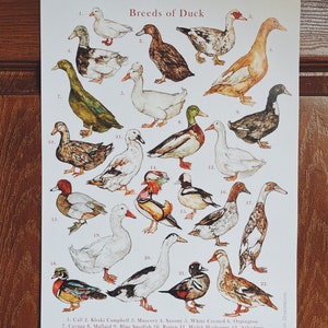 Breeds of Duck Illustration Print - Etsy