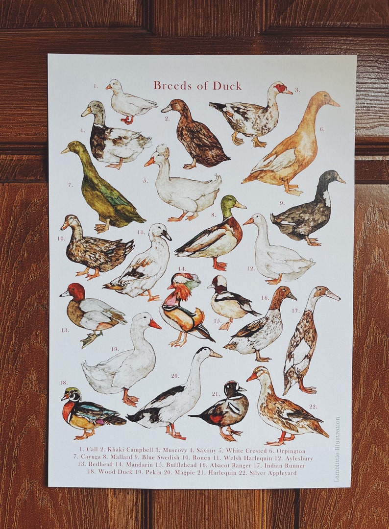 Breeds of Duck Illustration Print - Etsy