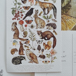 The Hedgerow Illustration Print - Etsy