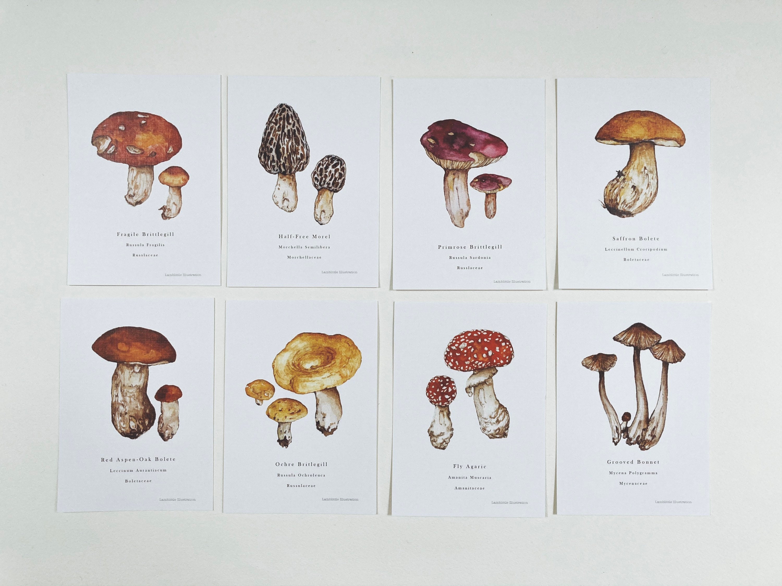 Toadstool Multi Pack | Etsy