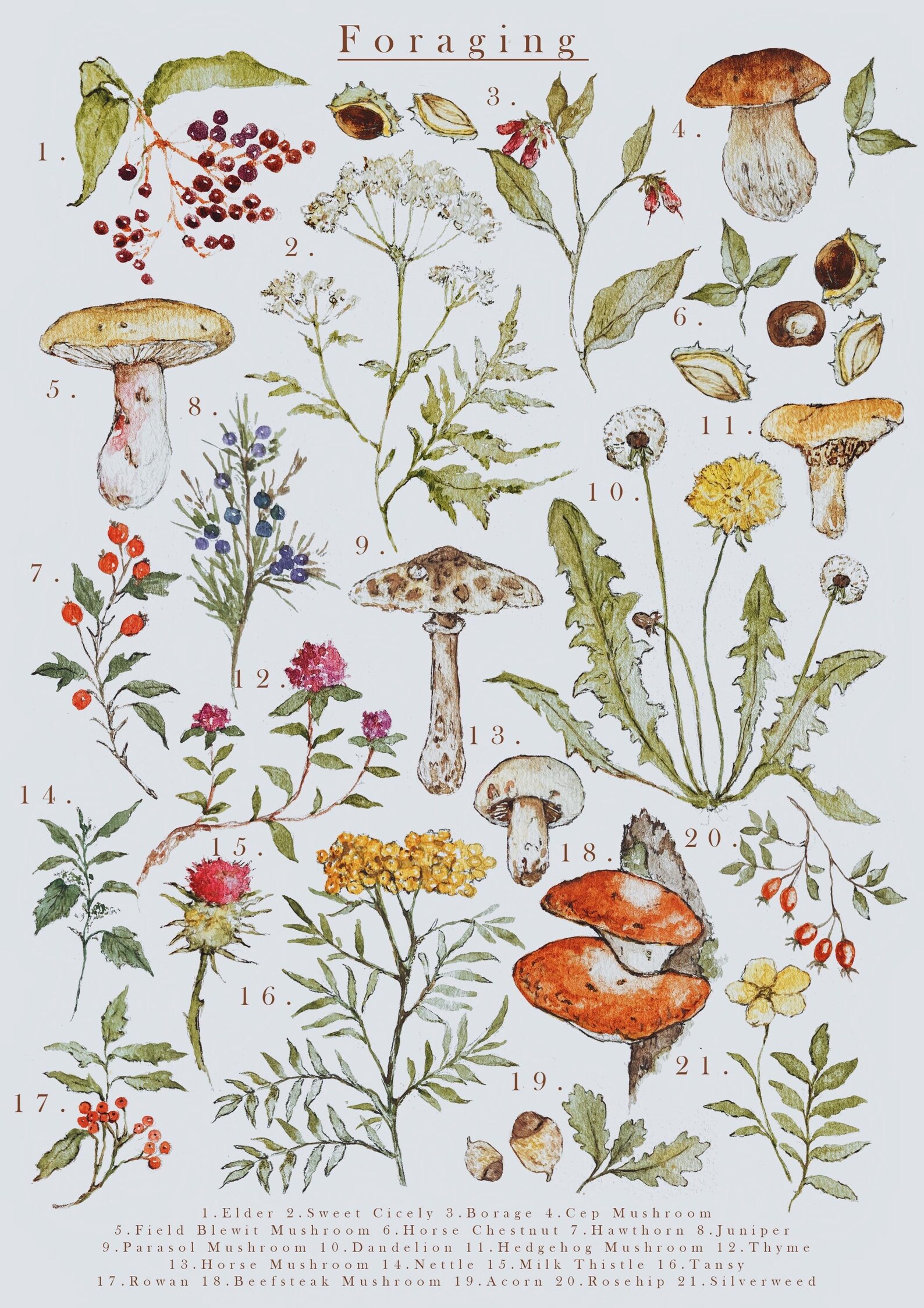 Hedgerow Magic Illustration Print Pack - Etsy