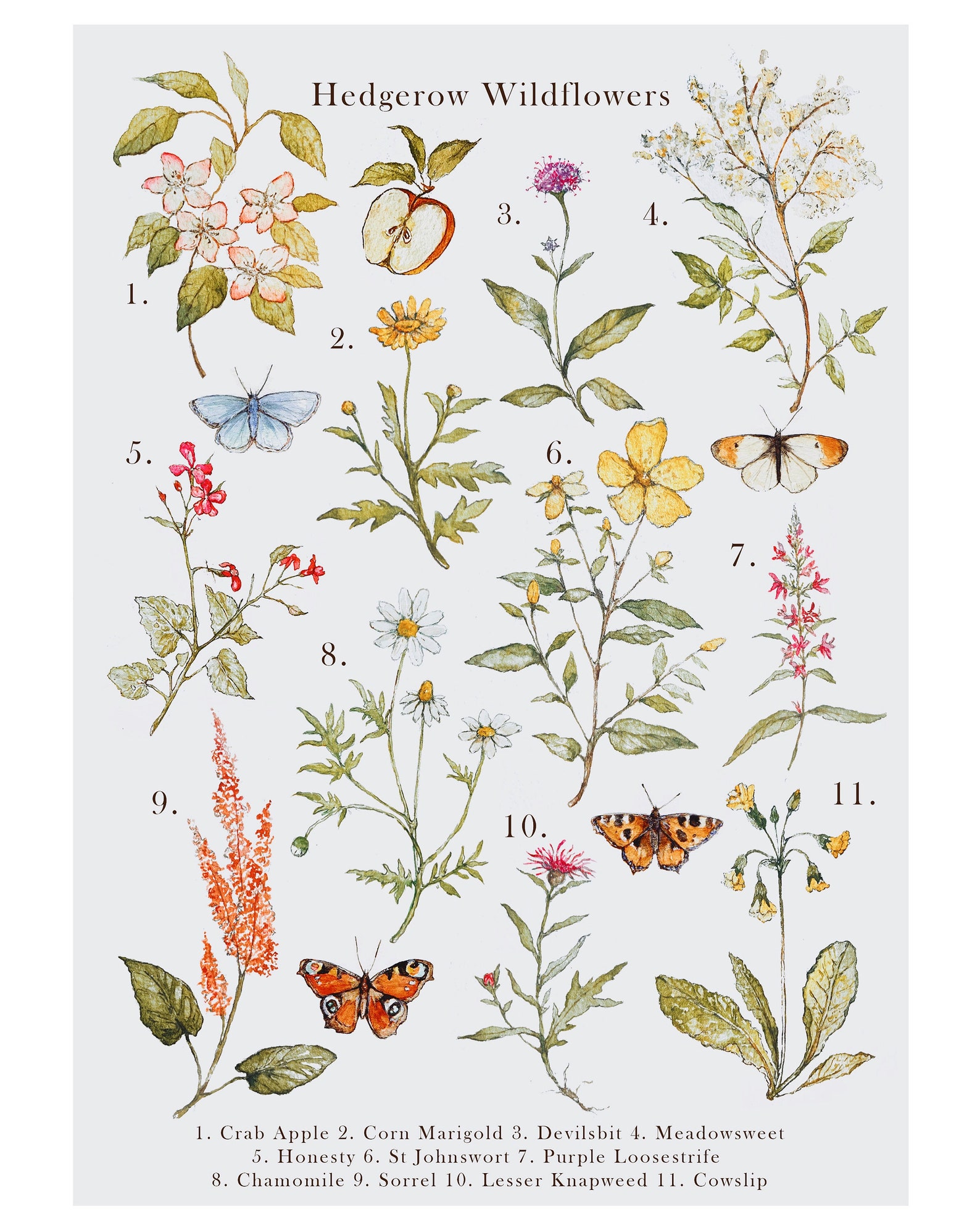 Hedgerow Wildflower Studies A4 Illustration Print - Etsy