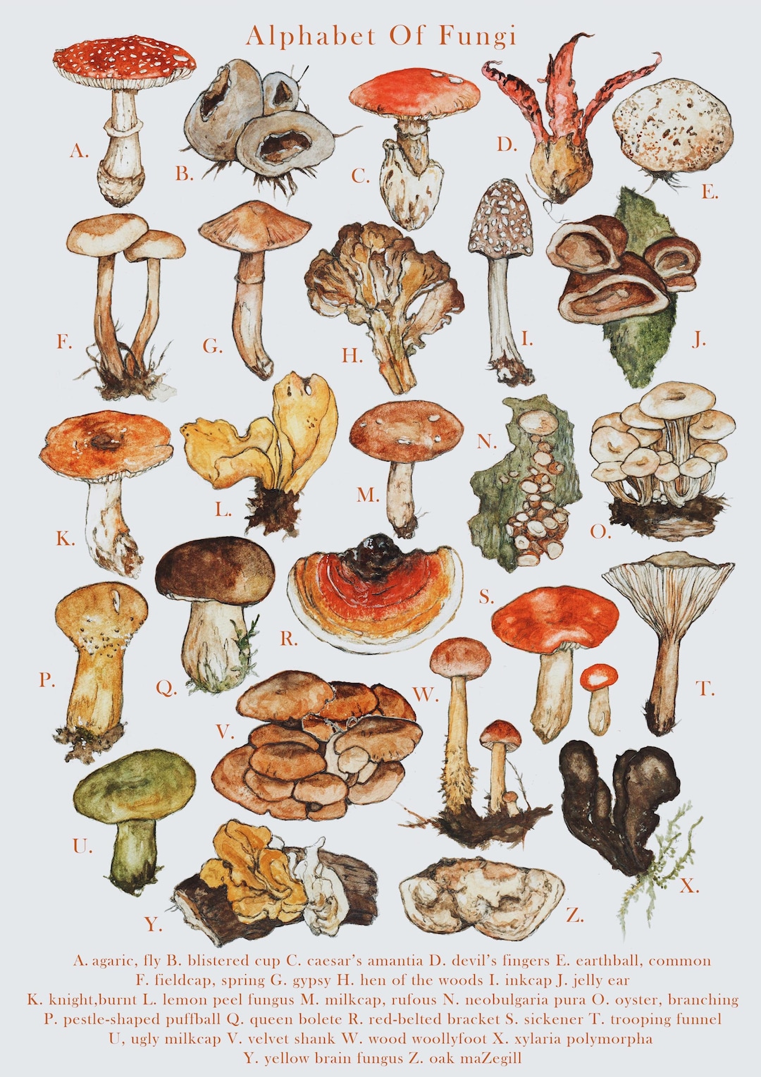 Alphabet of Fungi Illustration Print - Etsy
