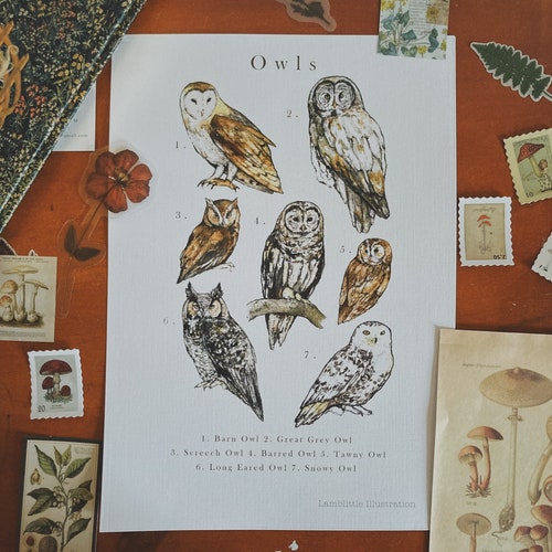 Alberta Mammals Field Guide Art Print / Animals of Canada / | Etsy Alberta Mammals Field Guide Art Print / Animals of Canada / | Etsy