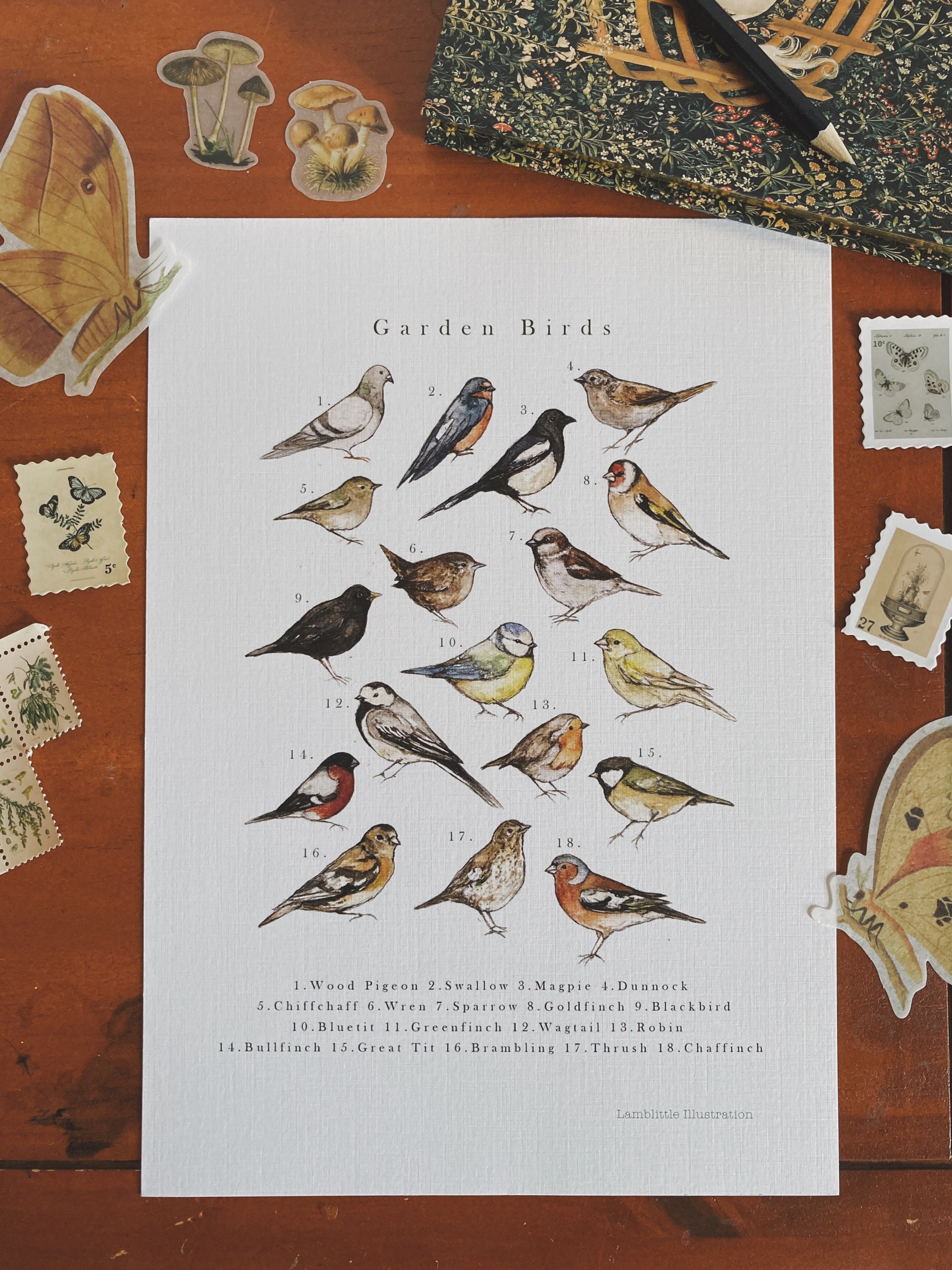 Garden Birds A4 Illustration Print | Etsy