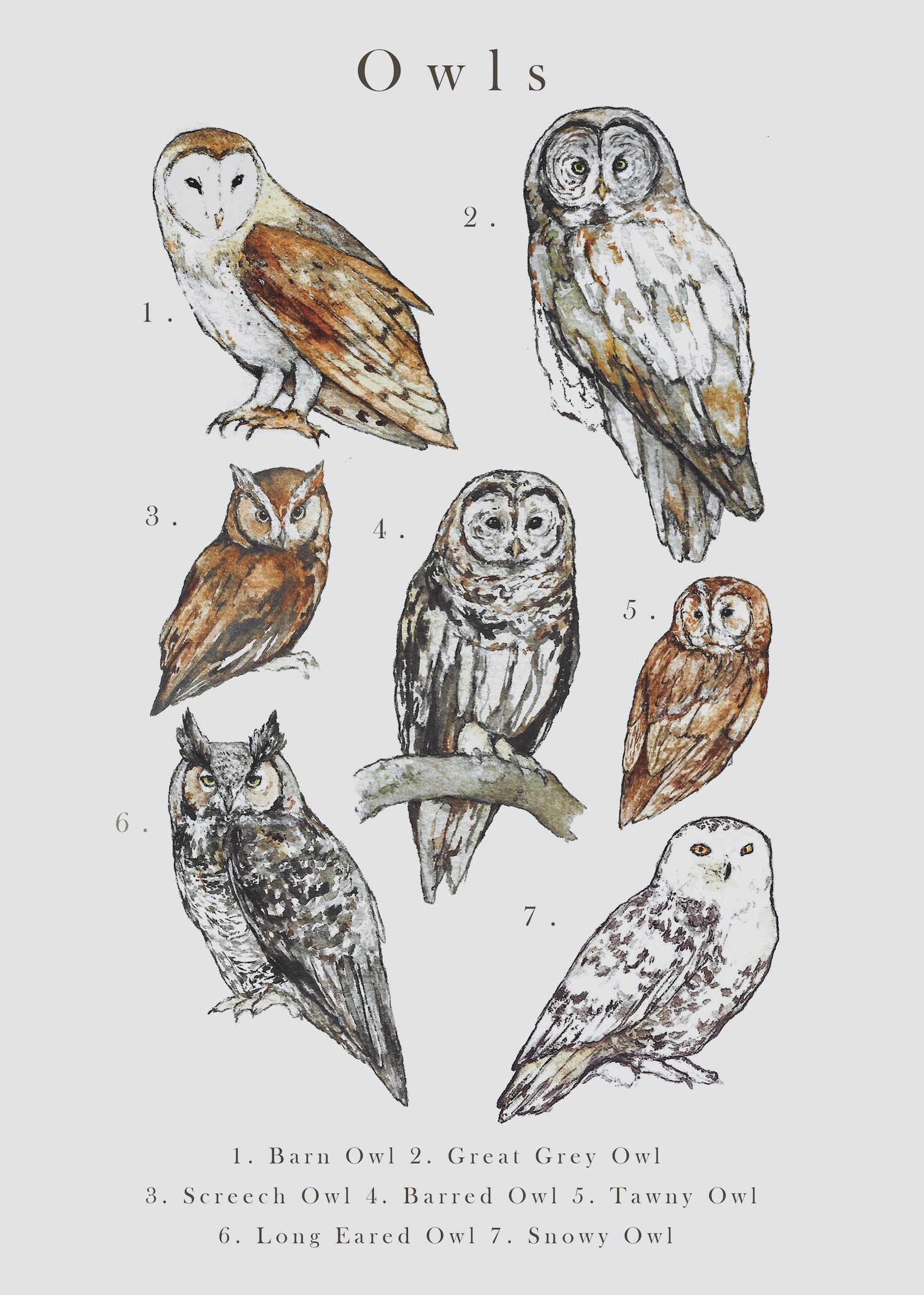 Owls A4 Illustration Print - Etsy