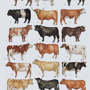 Cattle Illustration Print - Etsy