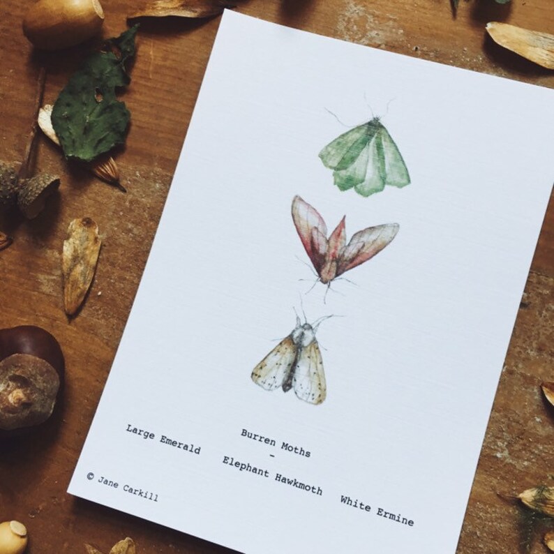 Native Irish Moths A6 Illustration Print - Etsy