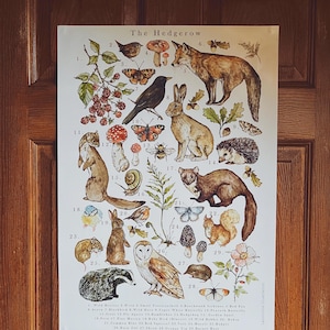 The Hedgerow Illustration Print - Etsy