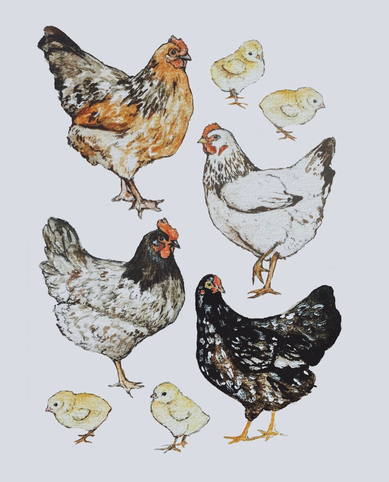 Chicken Family A5 Illustration Print | Etsy
