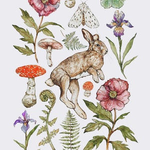 Wild Hare Study- Illustration Print - Etsy